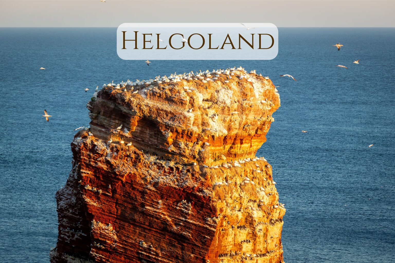 Ultimate Helgoland Sailor's Guide: A Seabird Paradise in the North Sea ...